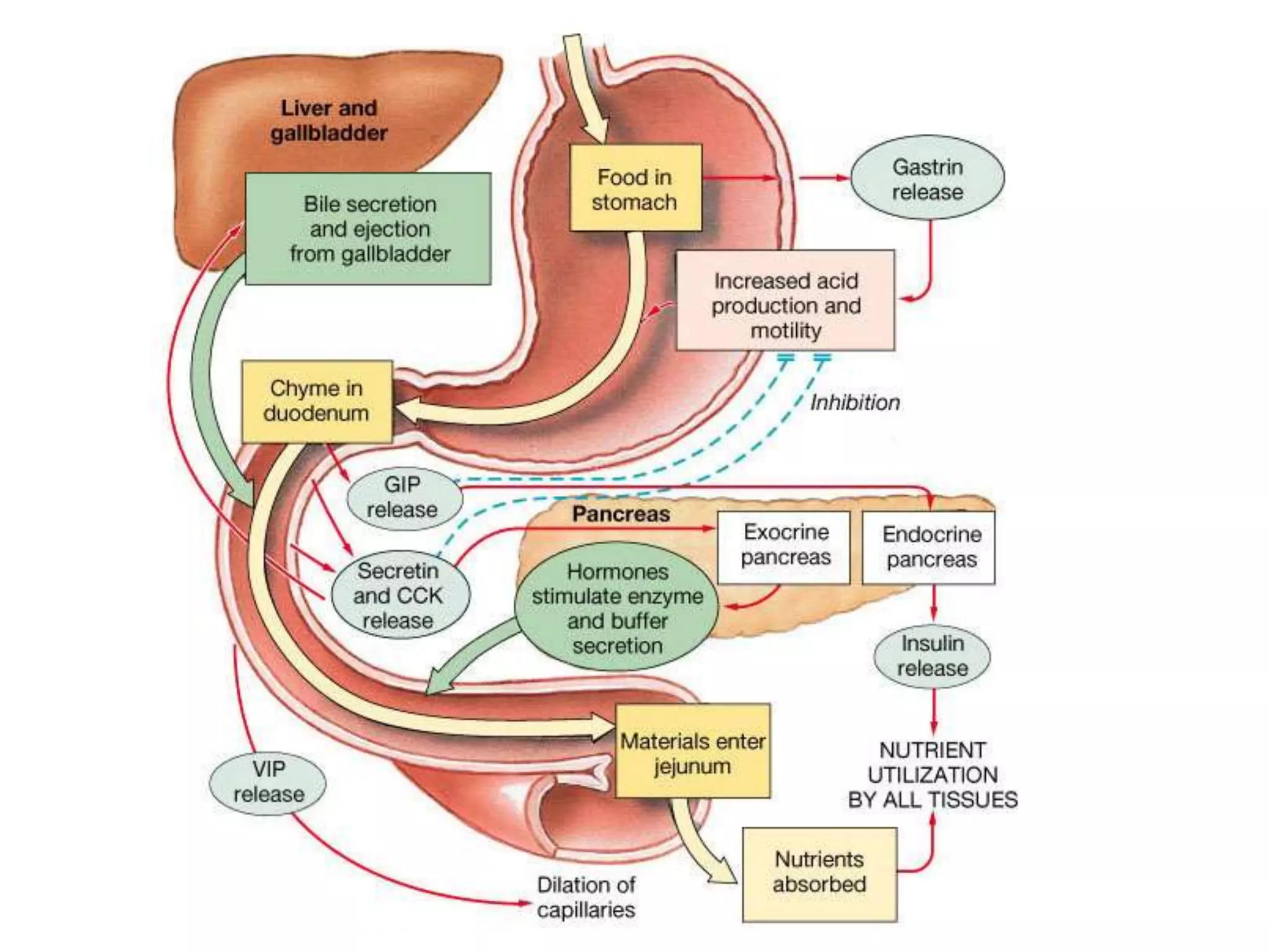 Gastric secretion &and its regulation | PPTX