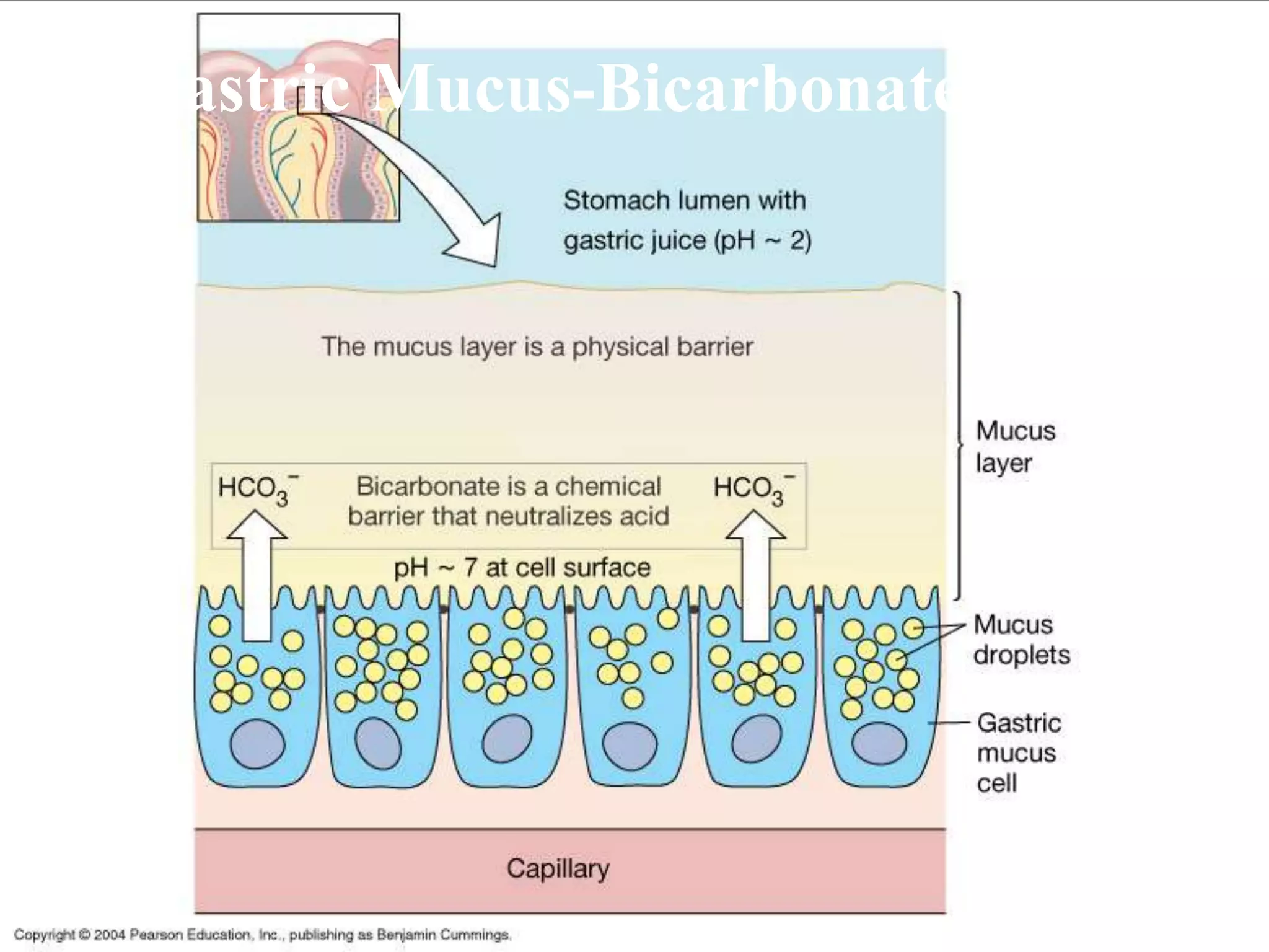 Gastric secretion &and its regulation | PPTX