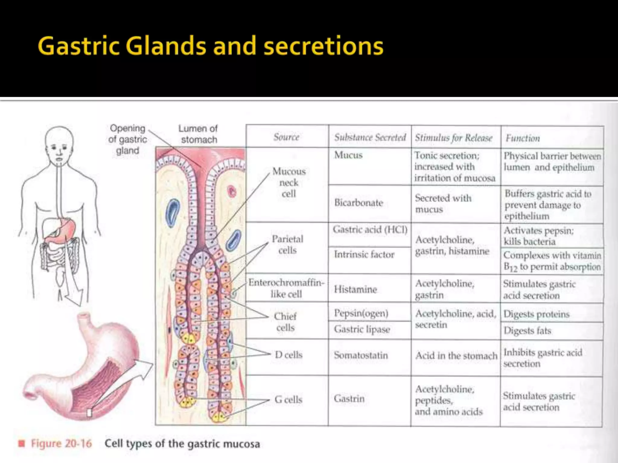 Gastric secretion &and its regulation | PPTX