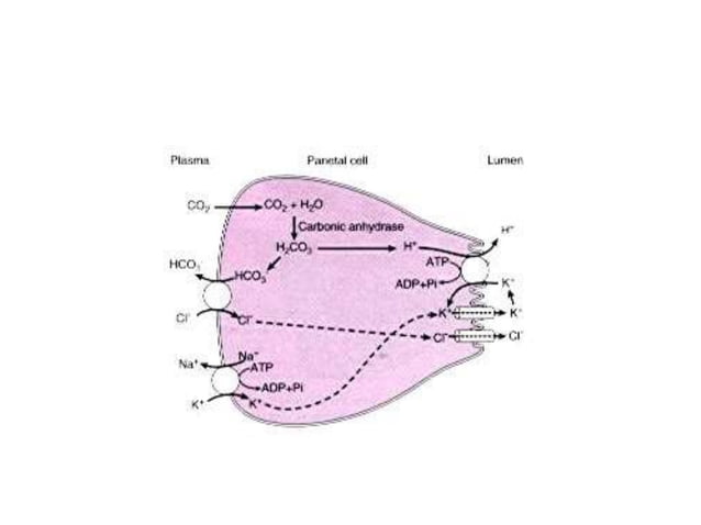 Gastric secretion &and its regulation | PPTX