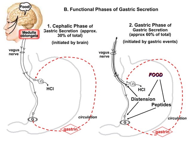 Gastric secretion &and its regulation | PPTX