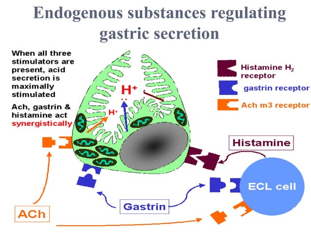 Gastric secretion &and its regulation | PPTX