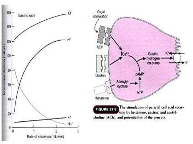 Gastric secretion &and its regulation | PPTX