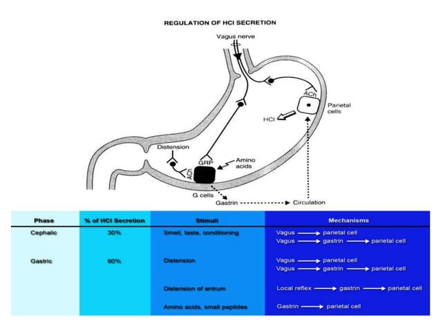 Gastric secretion &and its regulation | PPTX