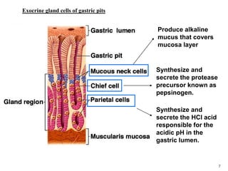 Gastric secretion &and its regulation | PPTX