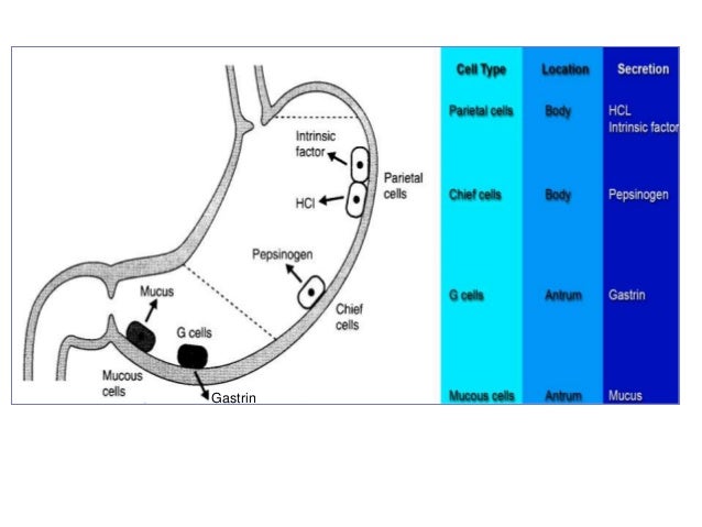 Gastric secretion &and its regulation