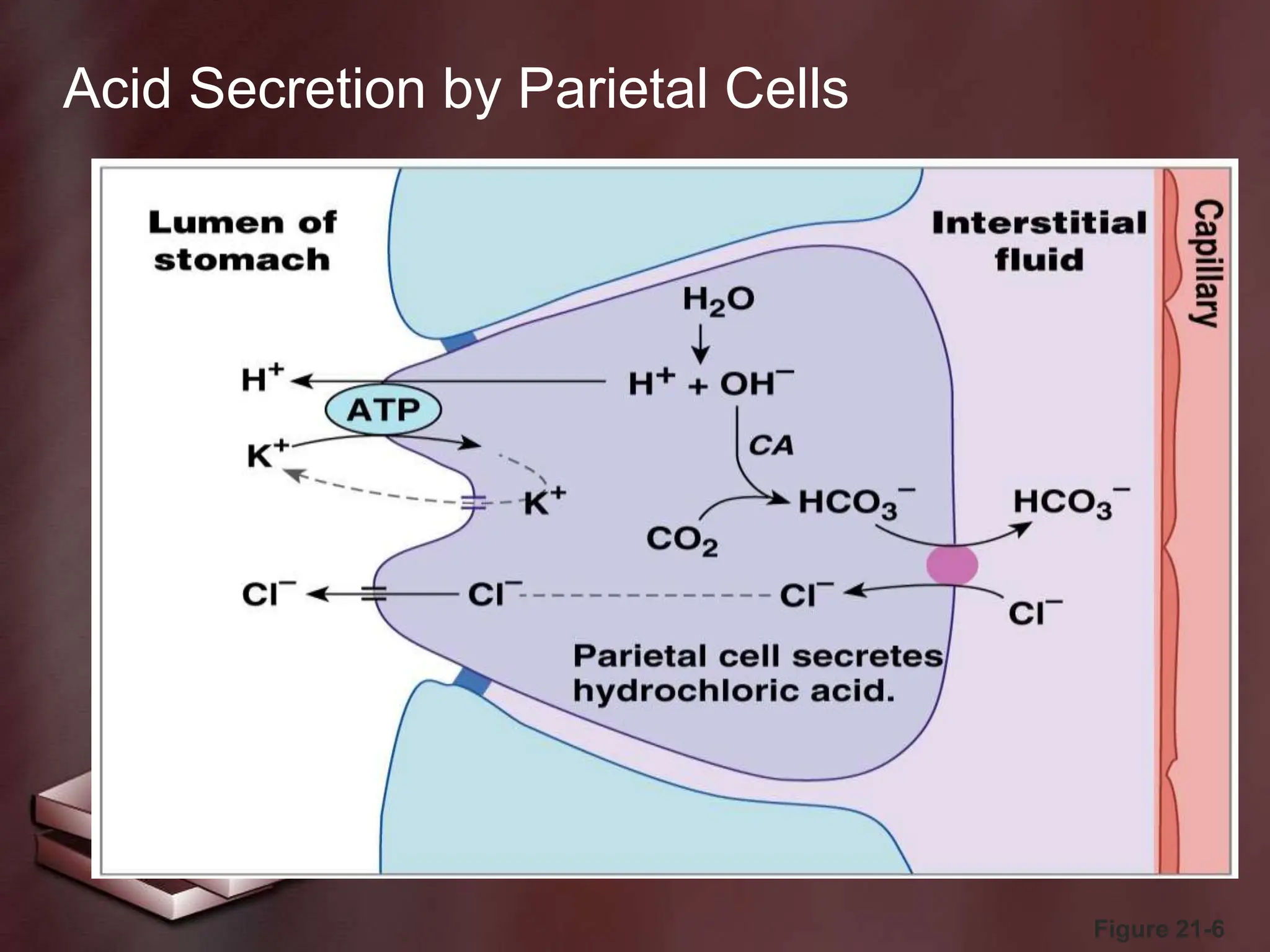 GASTRIC SECRETIONS.pptx