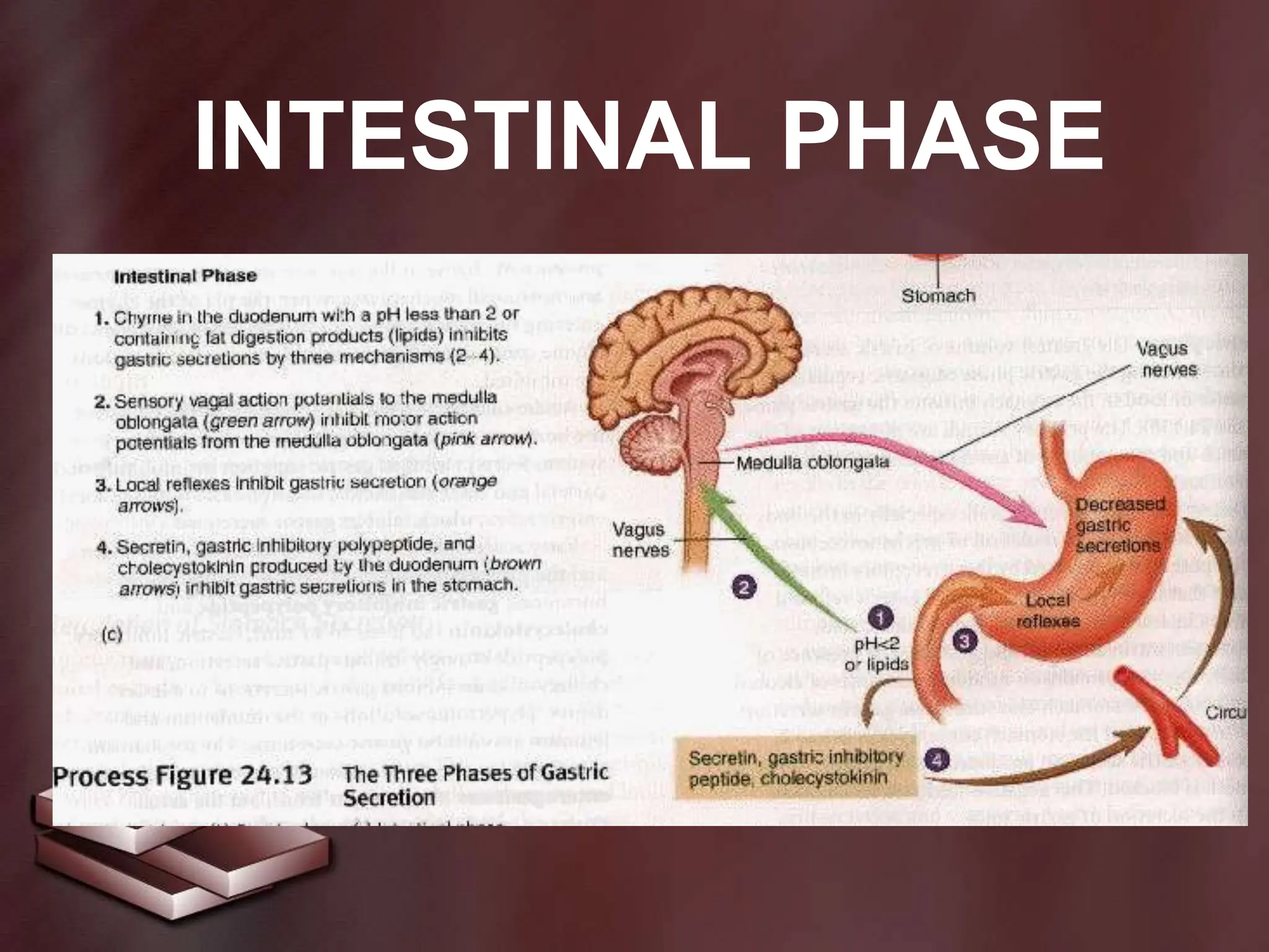 GASTRIC SECRETIONS.pptx