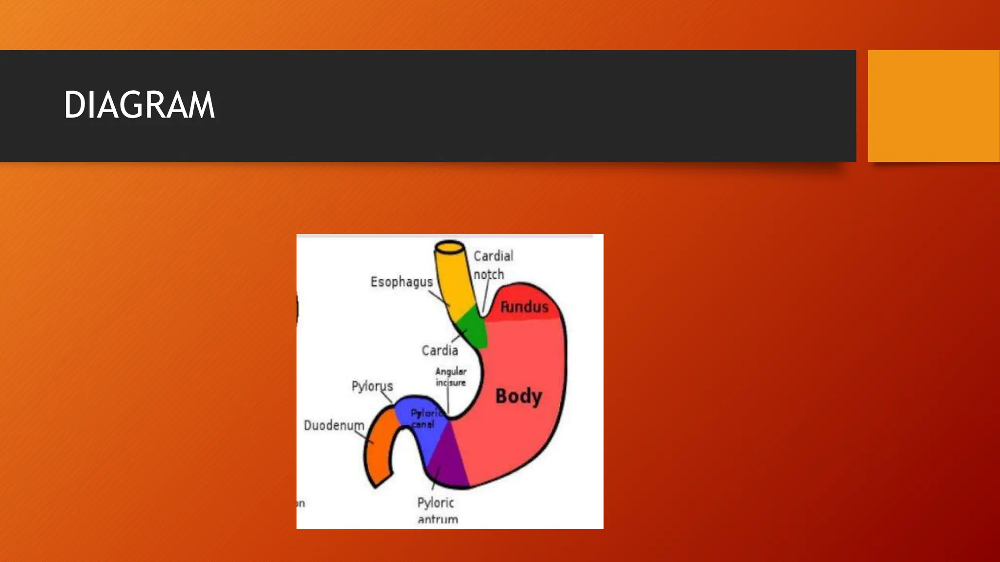 GASTRIC SECRETION slides (1).pptx