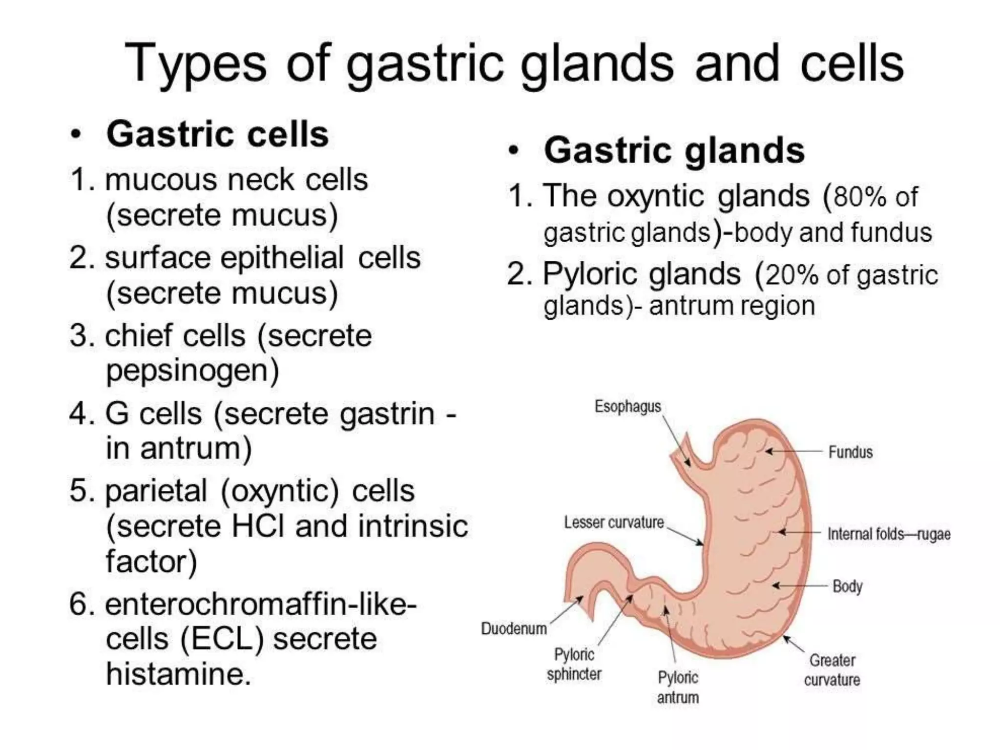 Gastric secretions notes for mlt students | PPT