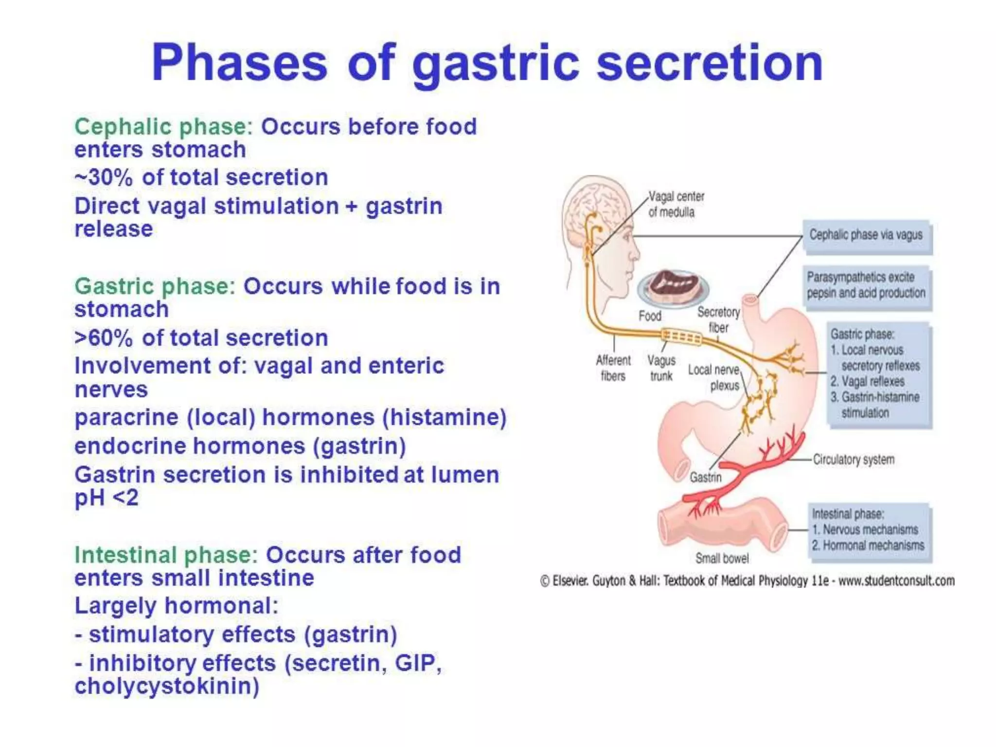 Gastric secretions notes for mlt students | PPT