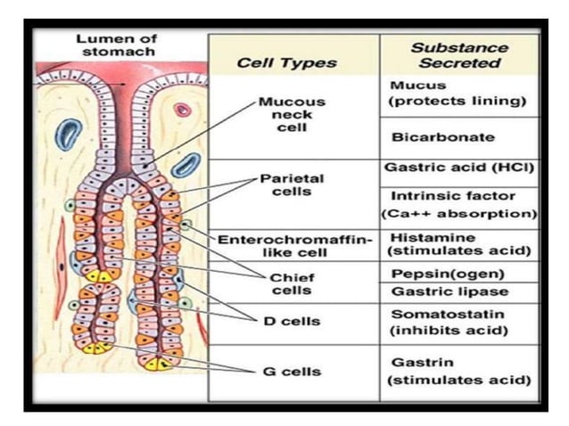 Gastric secretions notes for mlt students | PPTX