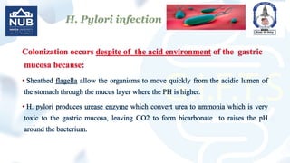 Gastritis including H. pylori for undergraduate | PPTX