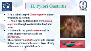 Gastritis including H. pylori for undergraduate | PPTX