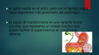 Gastritis por h pylori interna | PPTX