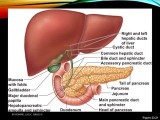 Hepatopancreatic Sphincter Ampulla