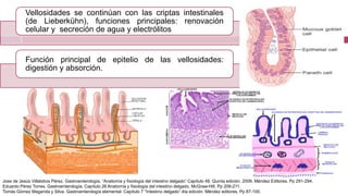Gastro anato fisio intestino delgado | PPT