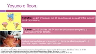 Gastro anato fisio intestino delgado | PPTX