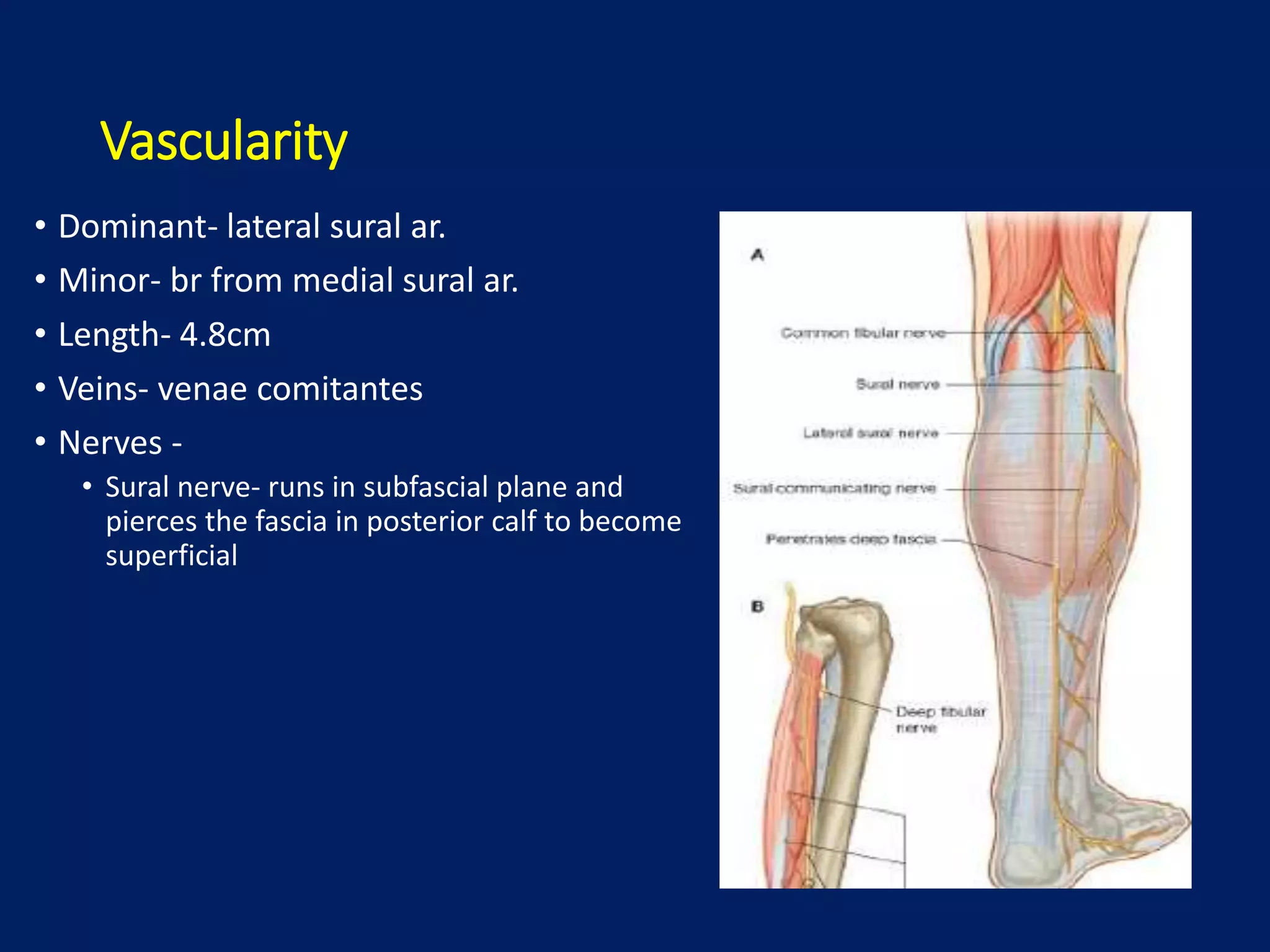 Gastrocnemius flap | PPTX