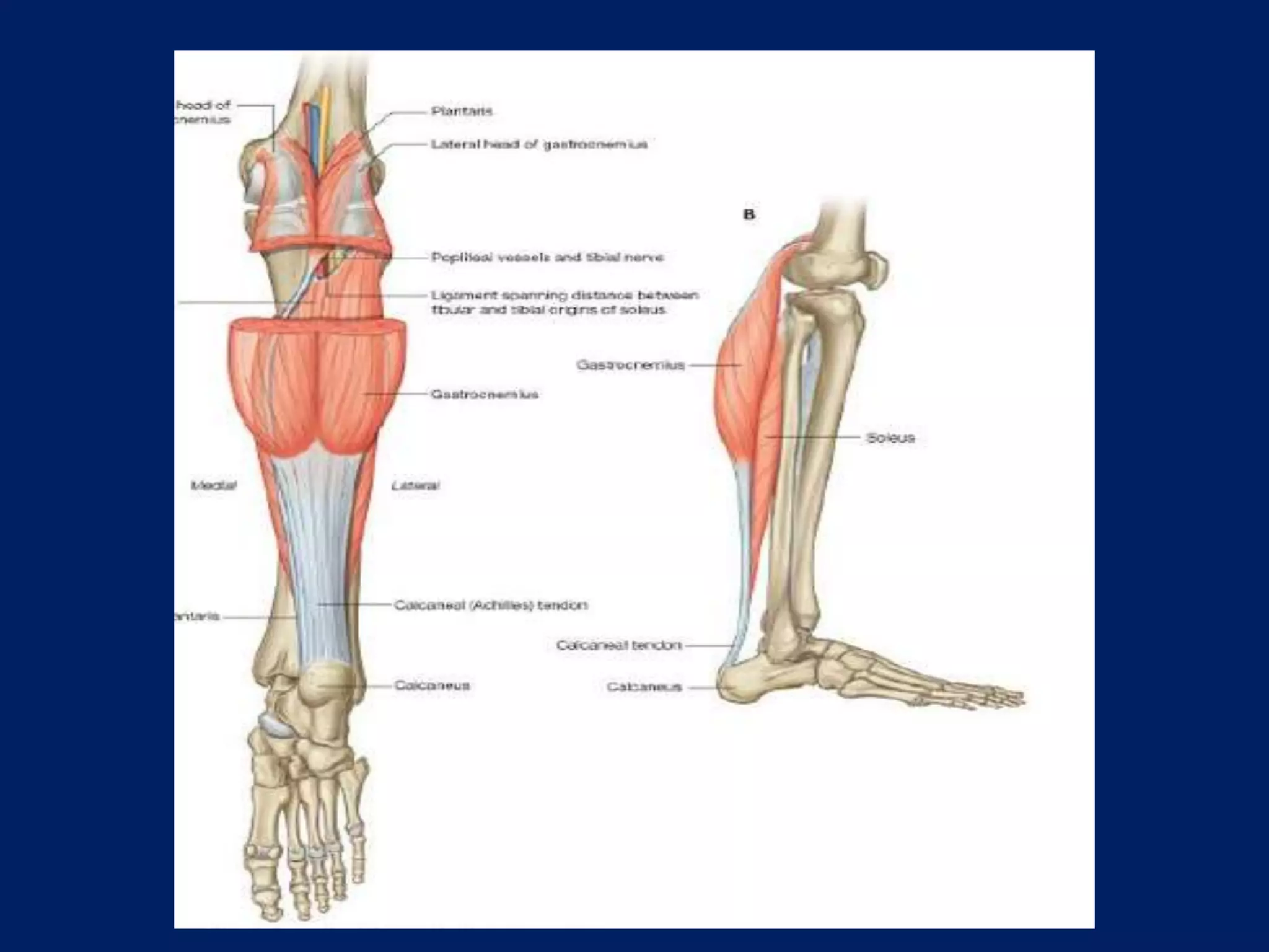 Gastrocnemius flap | PPTX