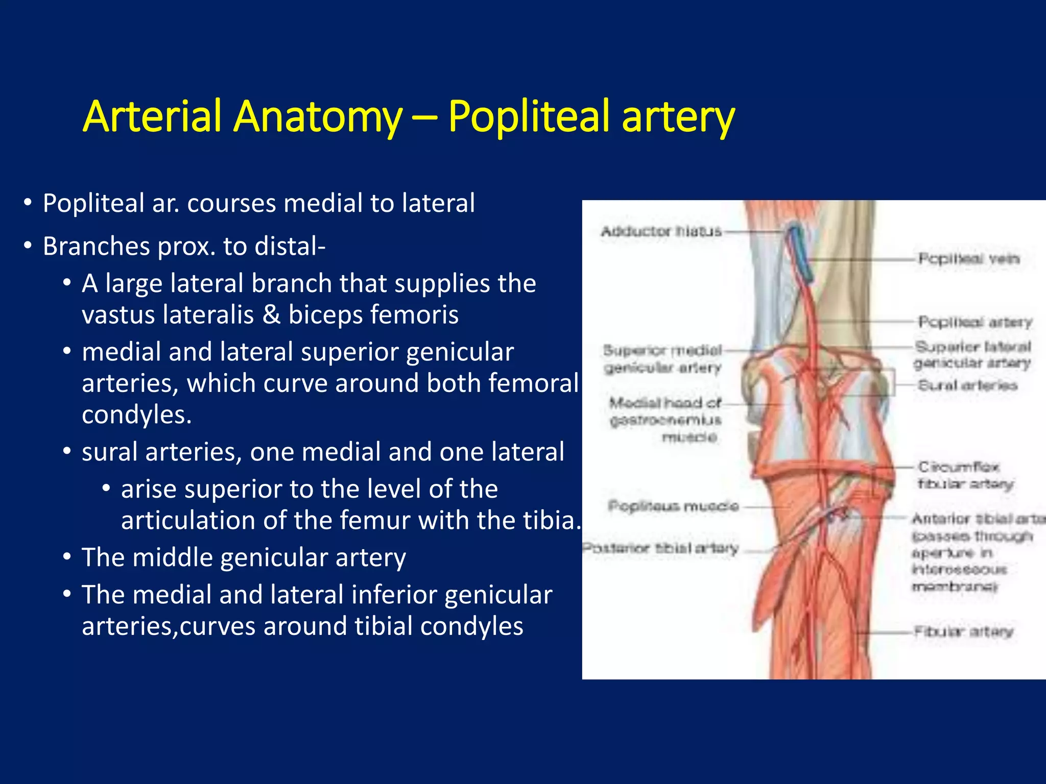 Gastrocnemius flap | PPTX
