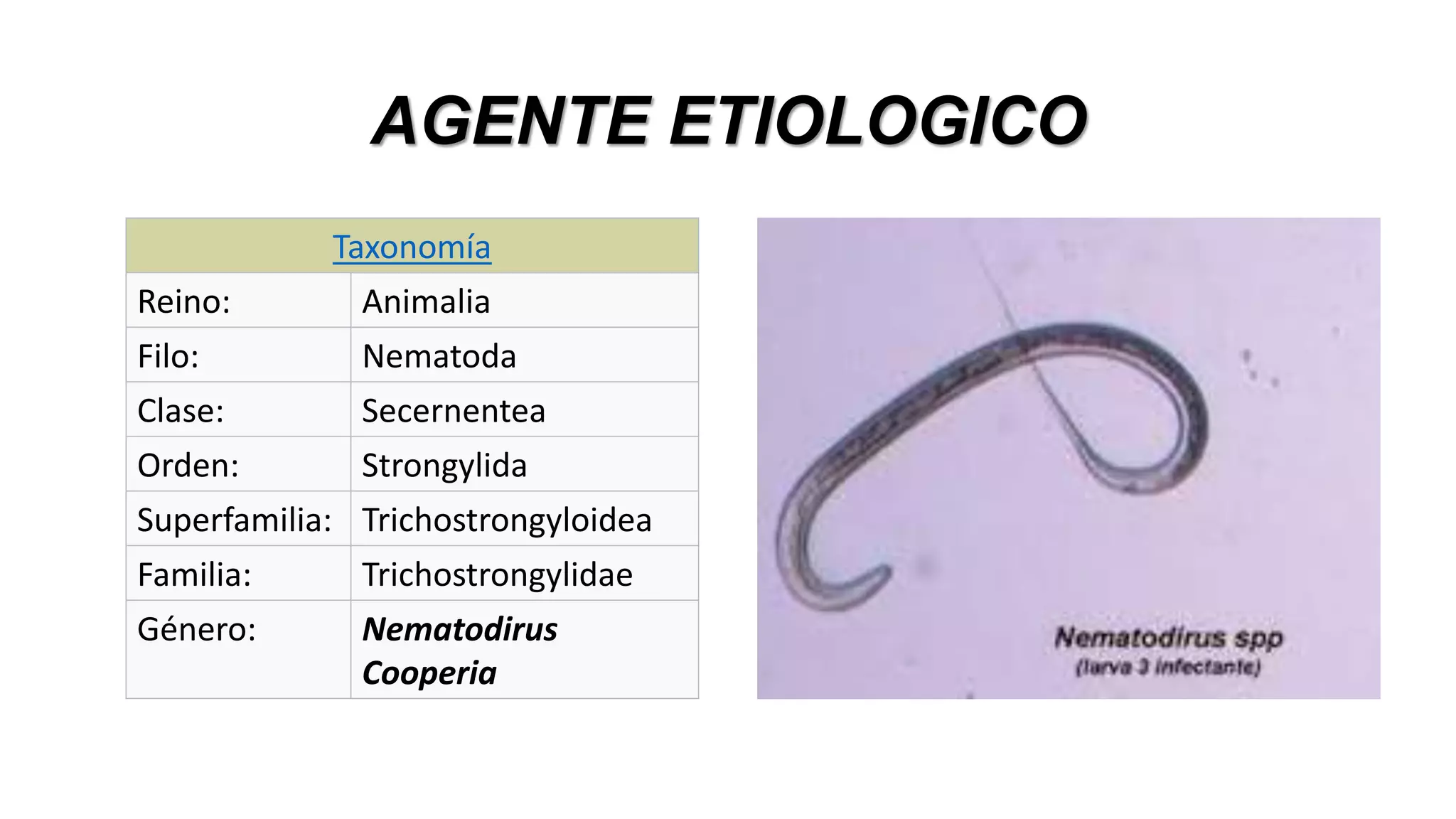 GASTROENTERITIS EN RUMIANTES INTESTINAL - ENFERMEDADES PARASITARIAS.pptx