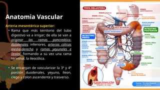Isquemia Intestinal, presentación de tema explicado | PPTX