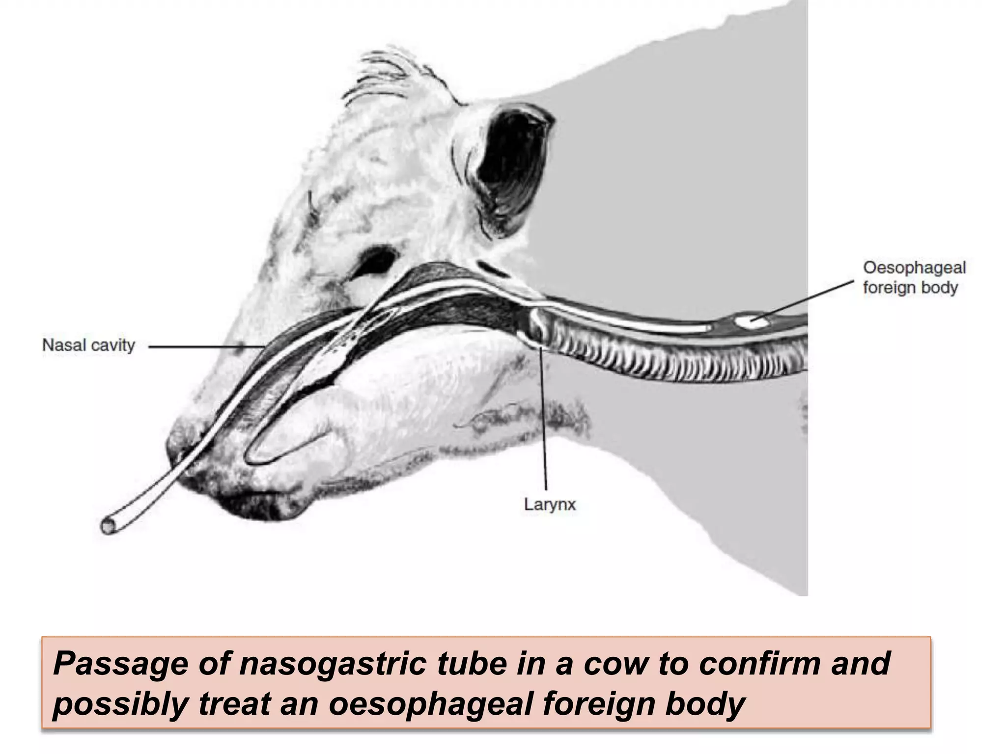 Gastroenterological examination in ruminants | PPTX