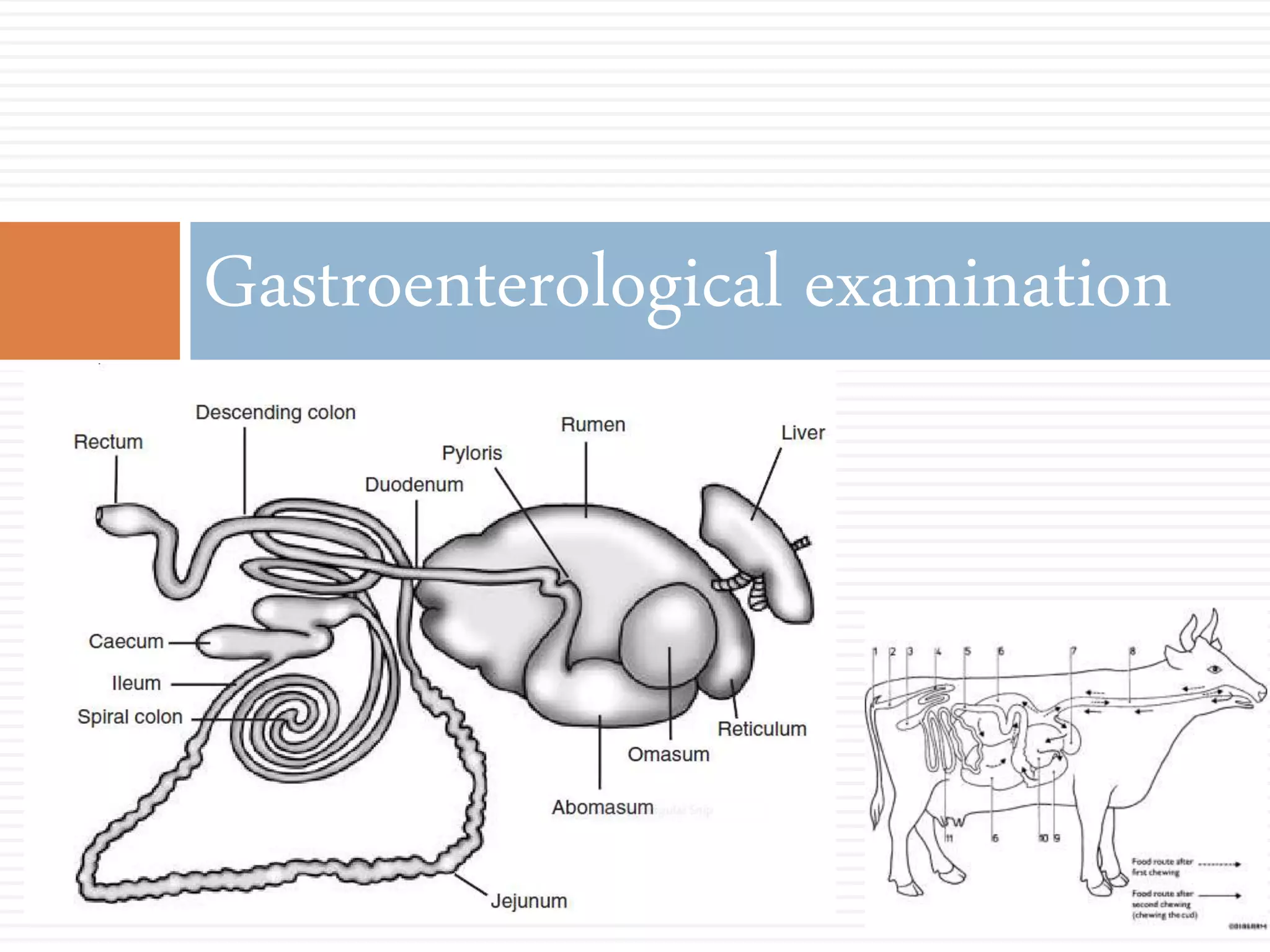 Gastroenterological examination in ruminants | PPTX