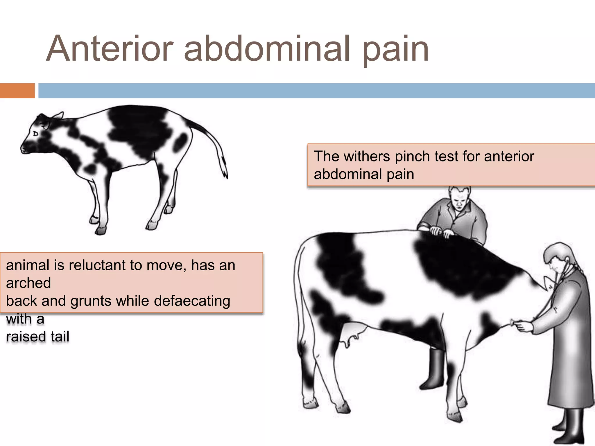 Gastroenterological examination in ruminants | PPTX