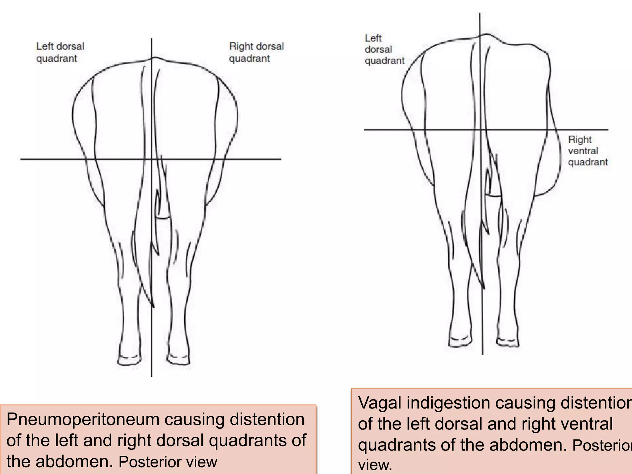 Gastroenterological examination in ruminants | PPTX
