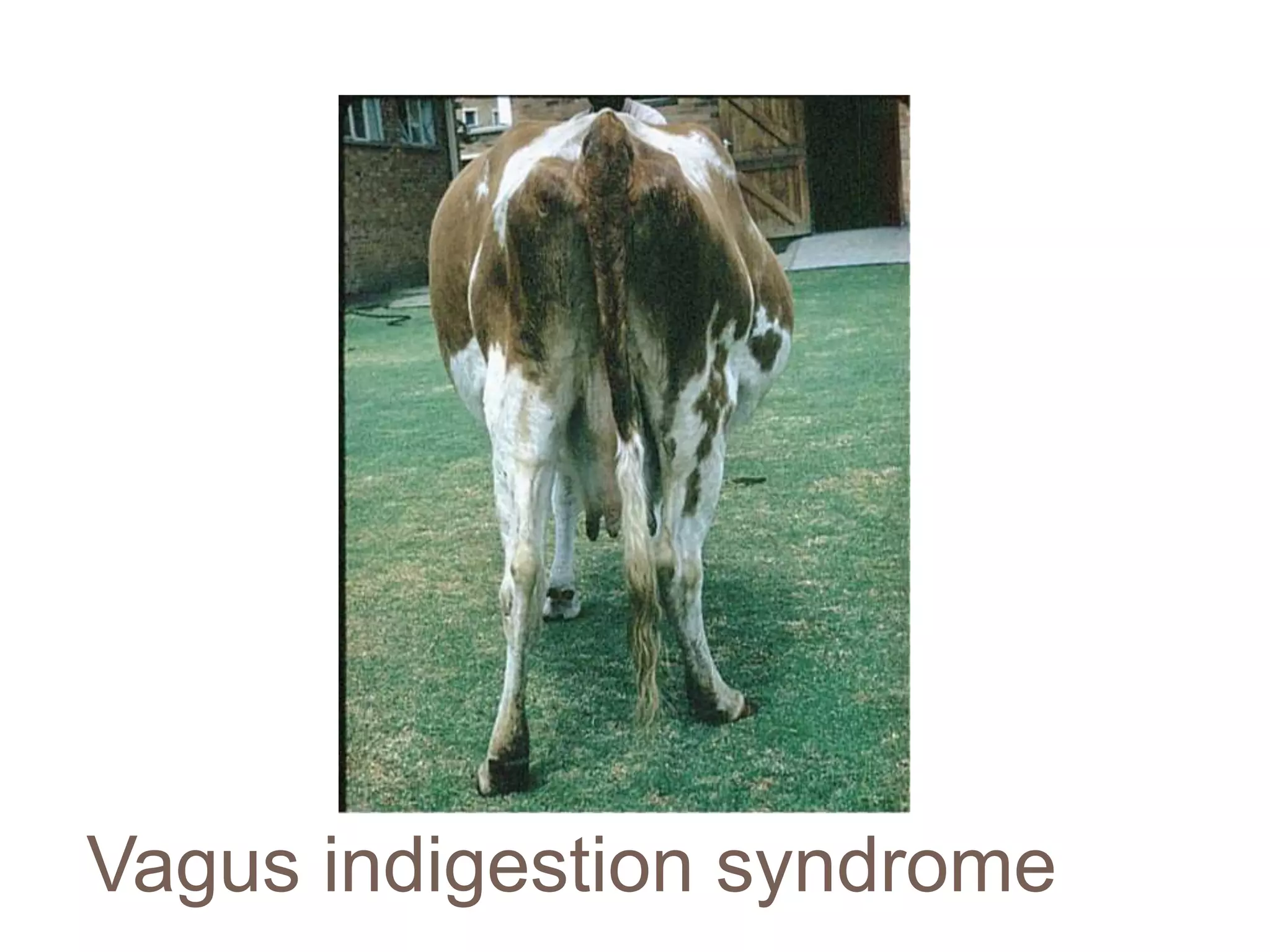 Gastroenterological examination in ruminants | PPTX