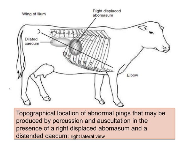 Gastroenterological examination in ruminants | PPTX | Digestive ...