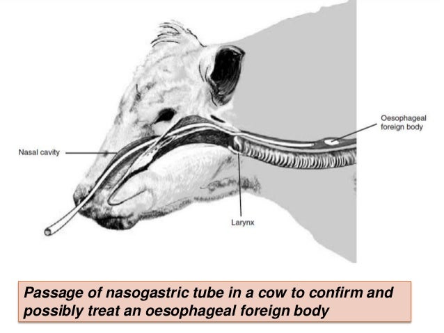 Gastroenterological examination in ruminants