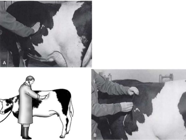 Gastroenterological examination in ruminants