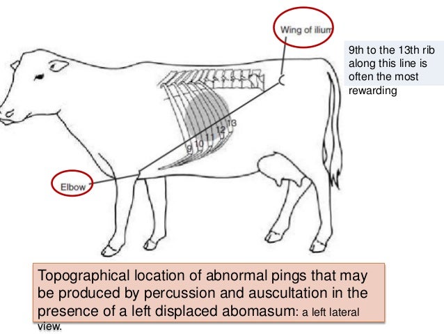 Gastroenterological examination in ruminants