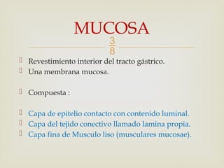 GASTRO FUNCION, generalidades,ingestion, proceso | PPTX
