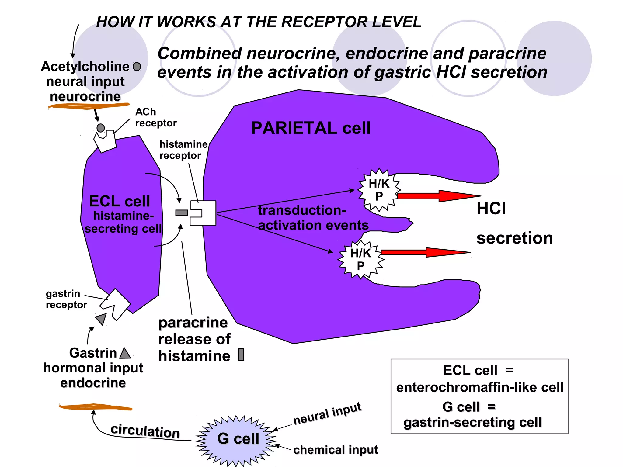 Gastroinestinal Digestion and Harmonal Interplay | PPT