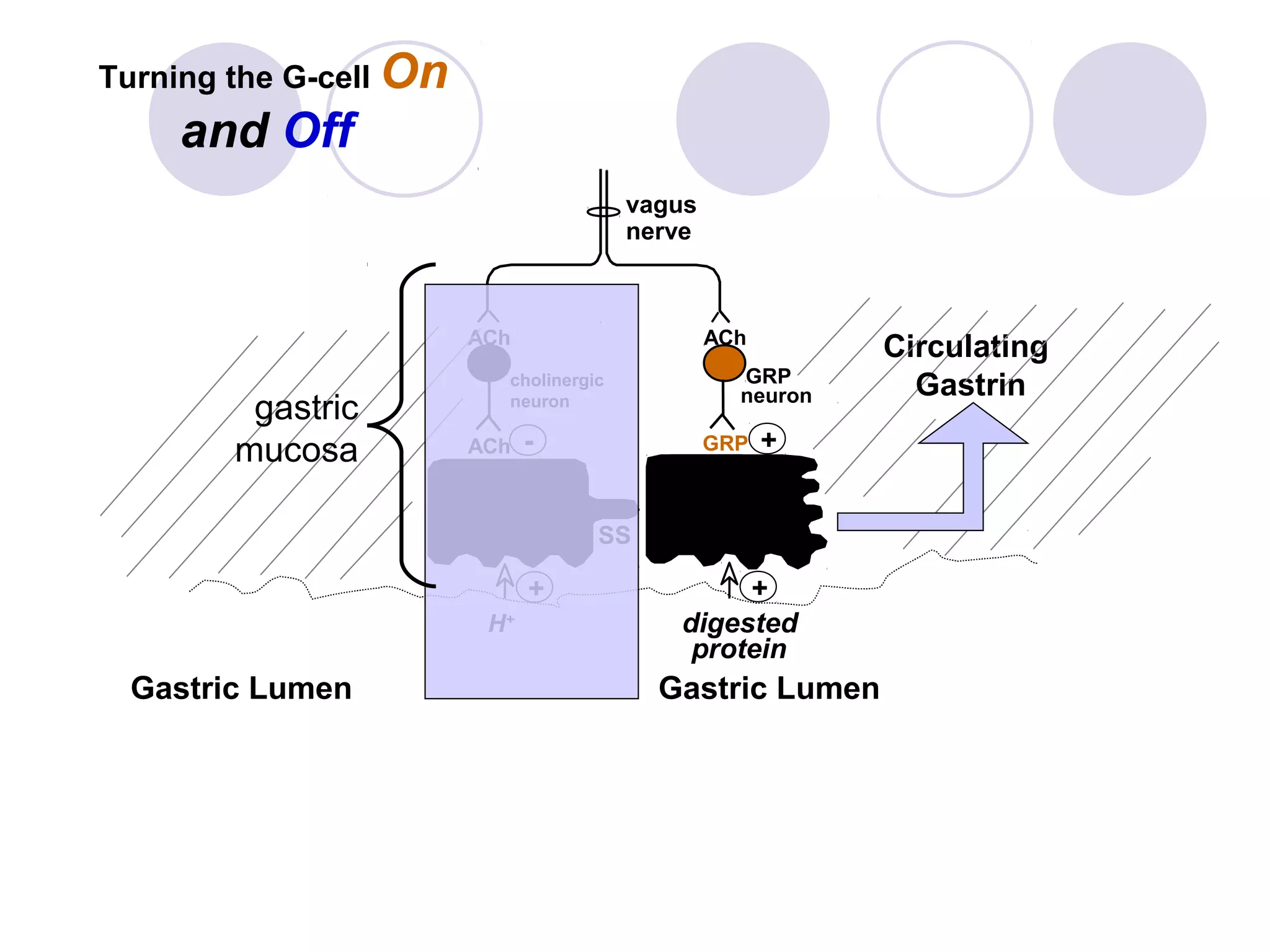 Gastroinestinal Digestion and Harmonal Interplay | PPT