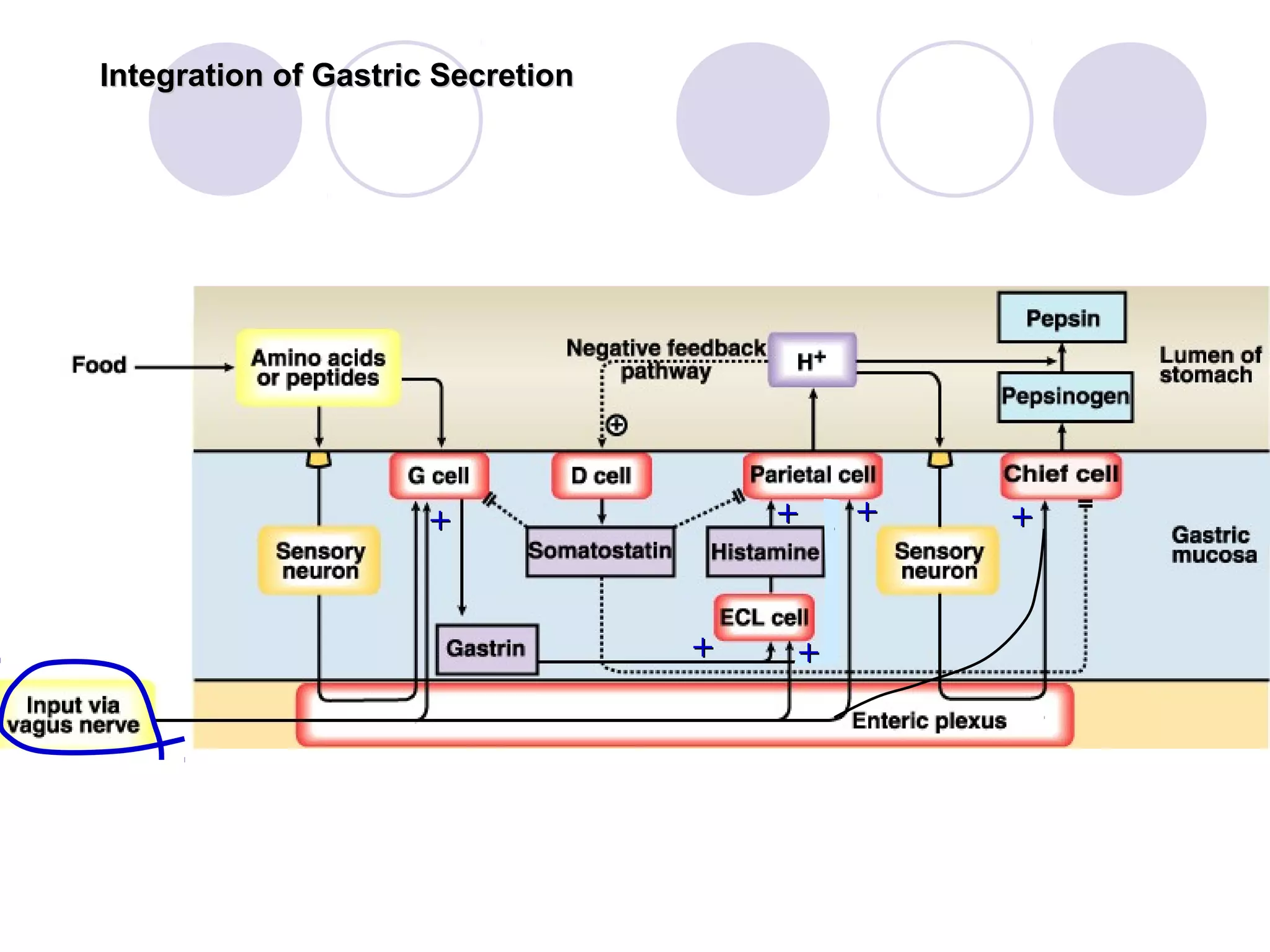 Gastroinestinal Digestion and Harmonal Interplay | PPT