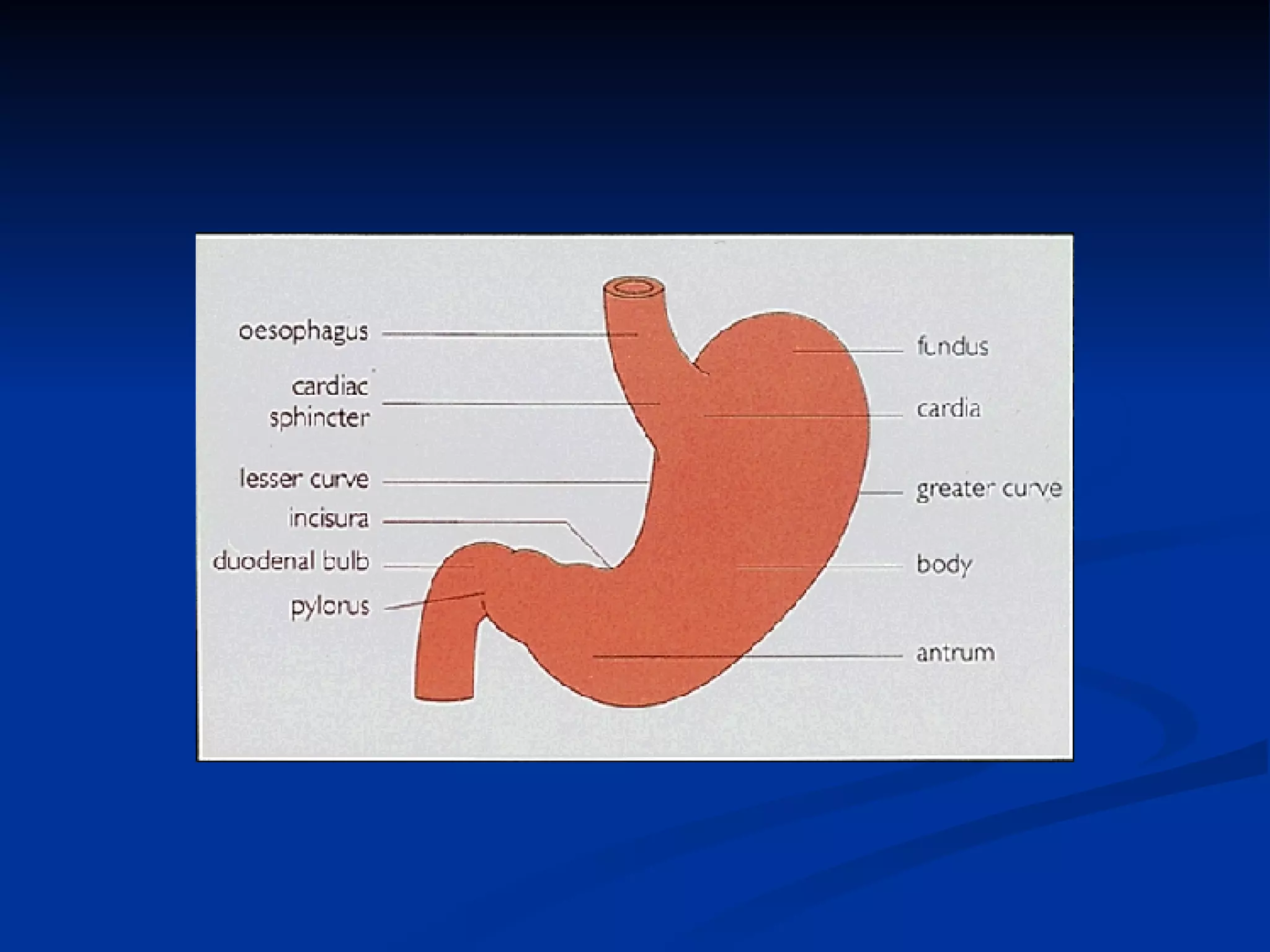 NurseReview.Org Gastrointestinal System | PPT