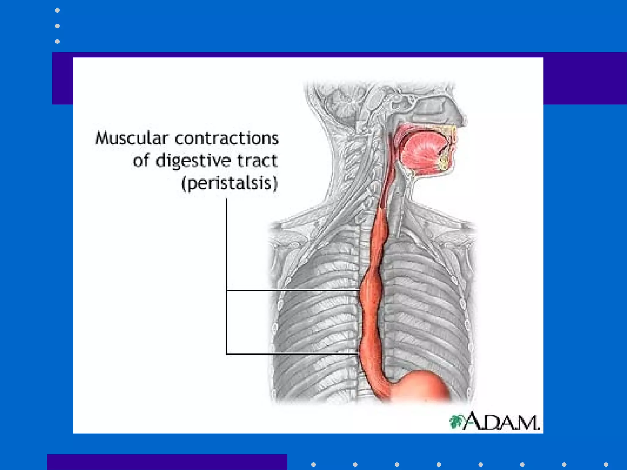 Gastrointestinal System Disorders | PPT