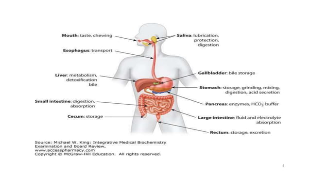 Gastrointestinal absorption of drugs | PPT