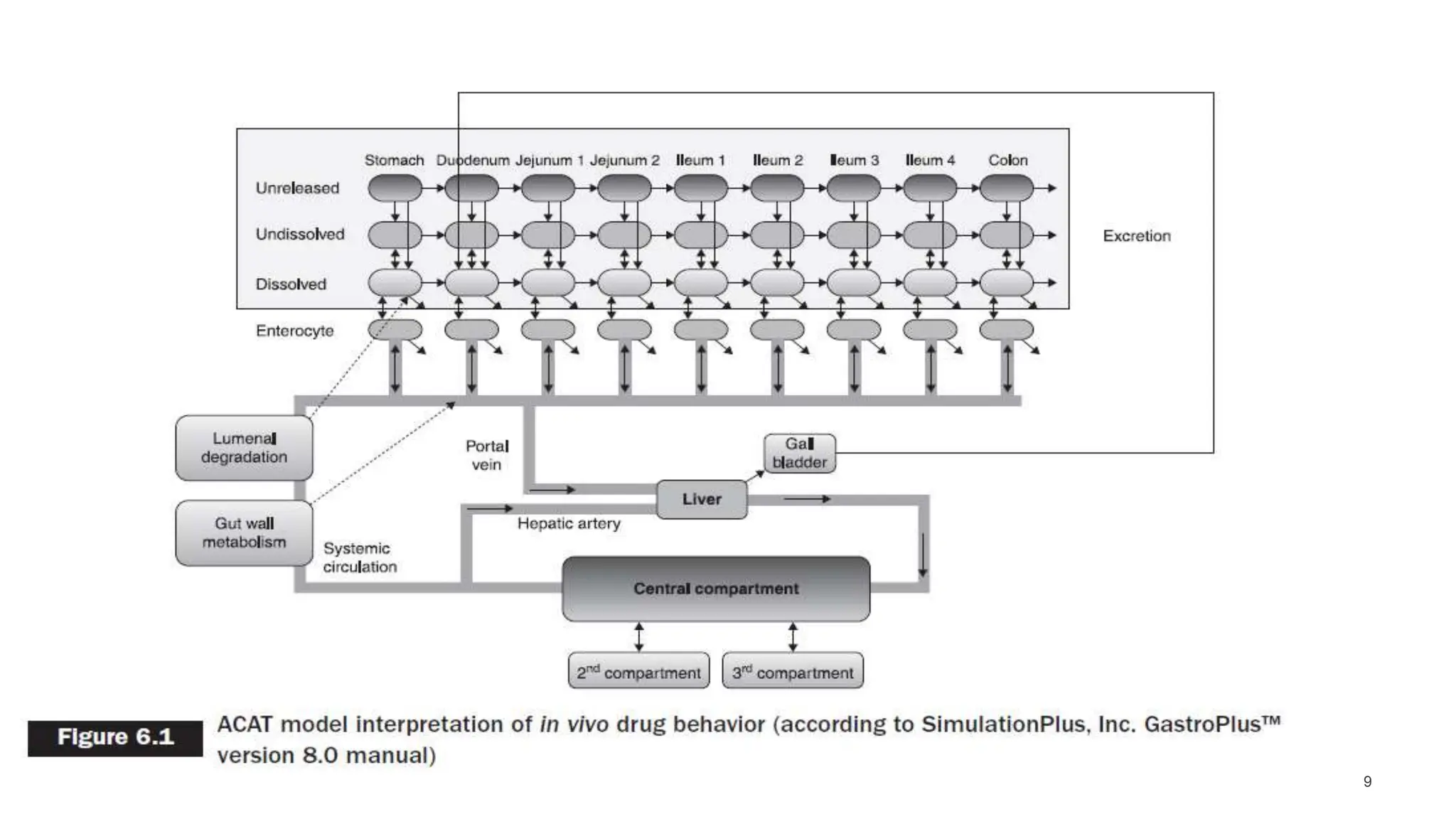 GASTROINTESTINAL ABSORPTION SIMULATION CADD.pptx