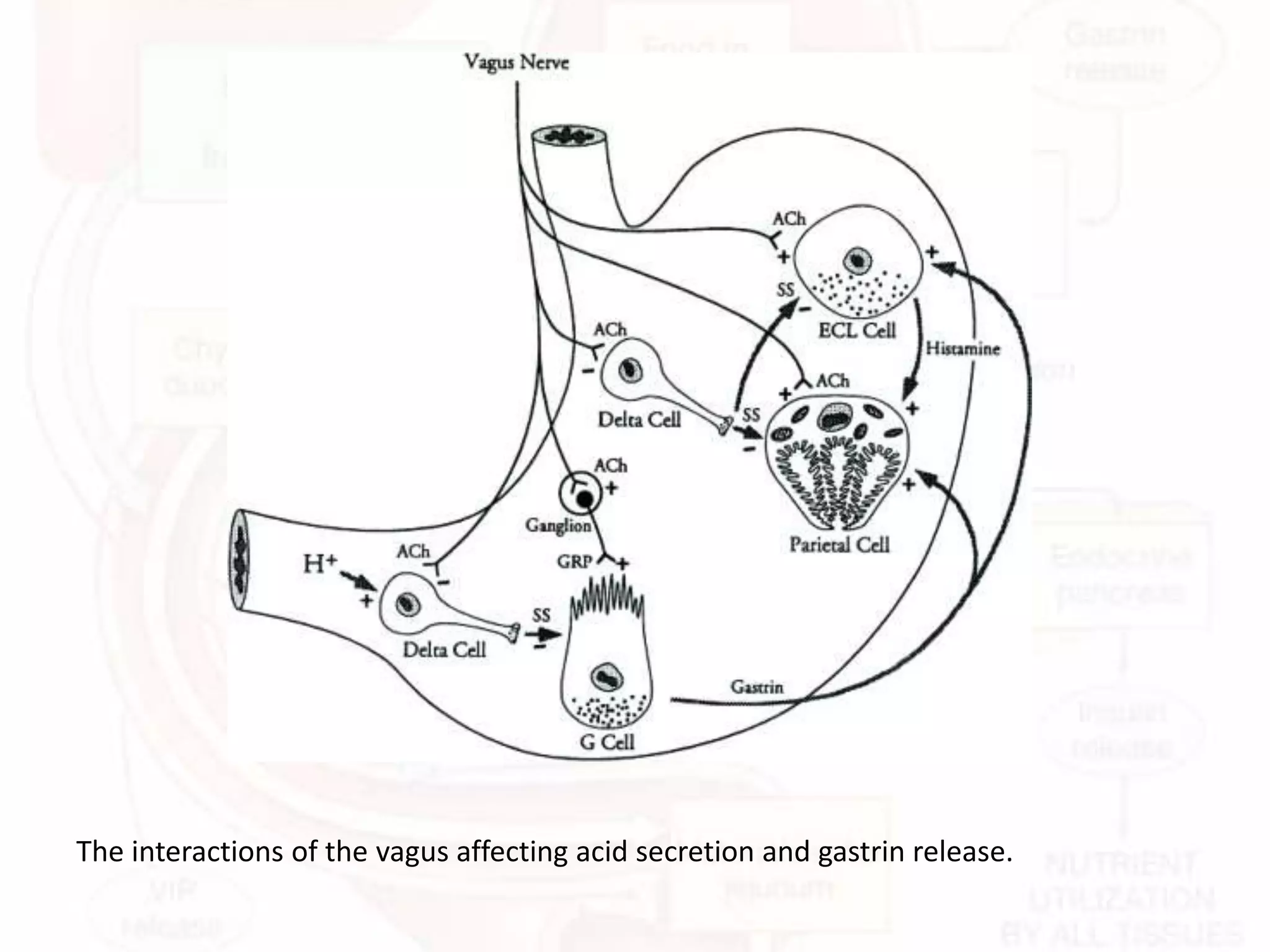 Gastrointestinal endocrine system ppt | PPTX