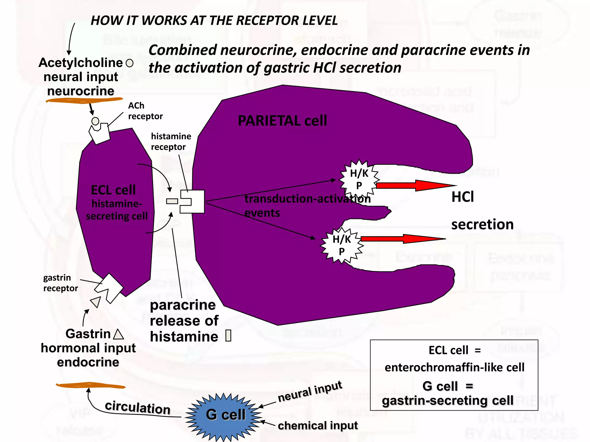 Gastrointestinal endocrine system ppt | PPTX