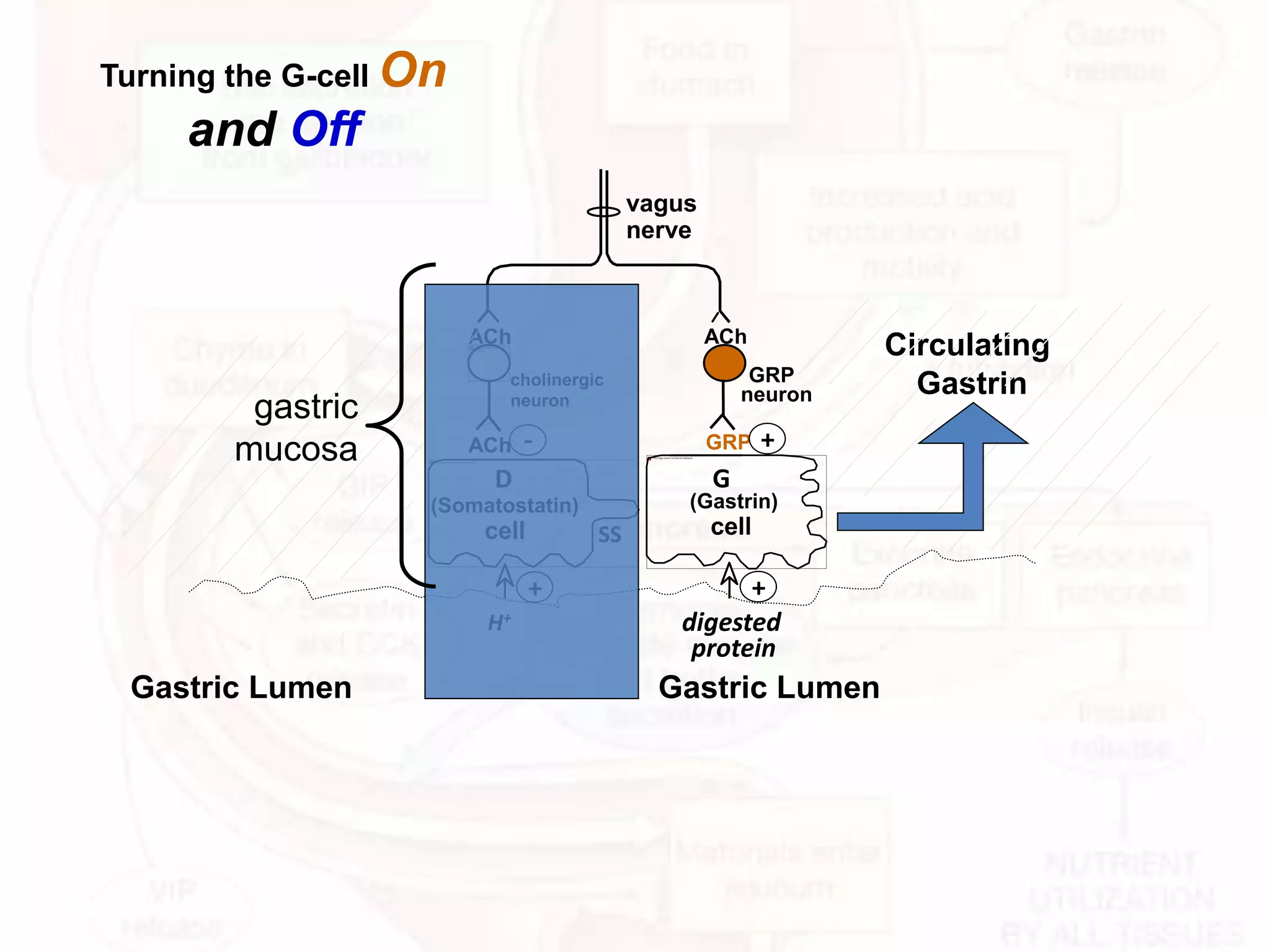 Gastrointestinal endocrine system ppt | PPTX