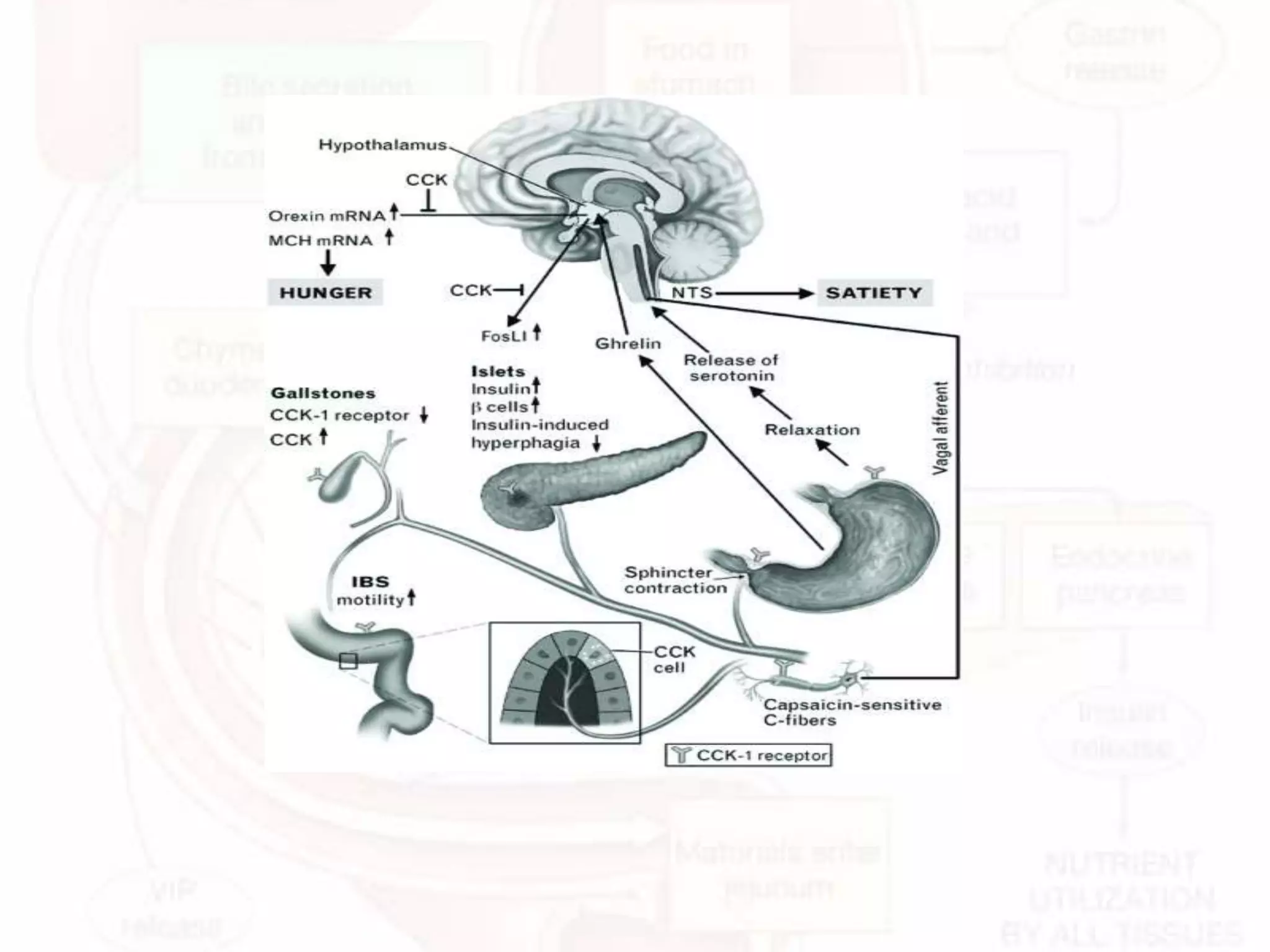 Gastrointestinal endocrine system ppt | PPTX
