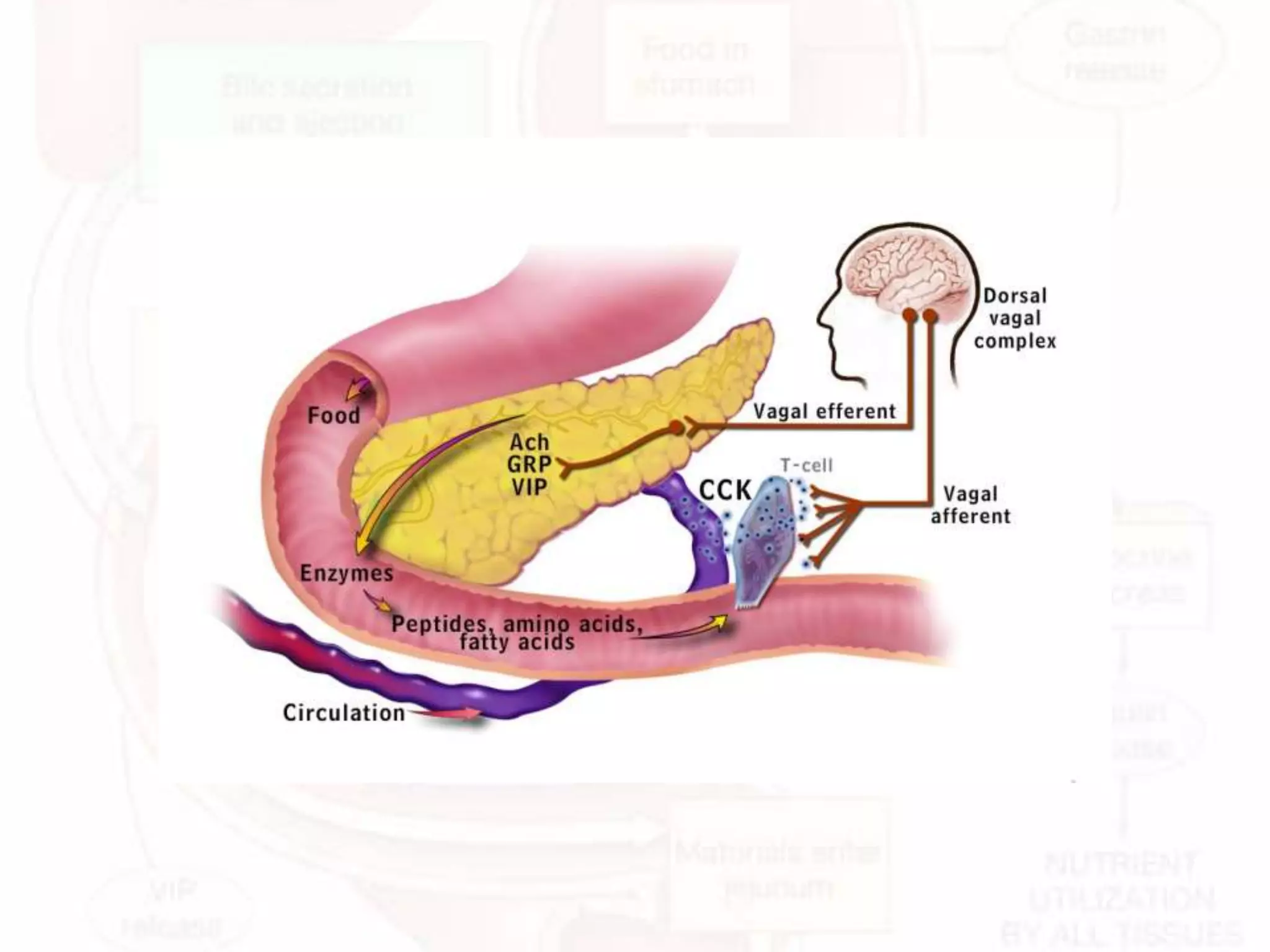 Gastrointestinal endocrine system ppt | PPTX