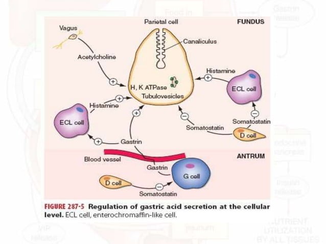 Gastrointestinal endocrine system ppt | PPTX | Endocrine and Metabolic ...
